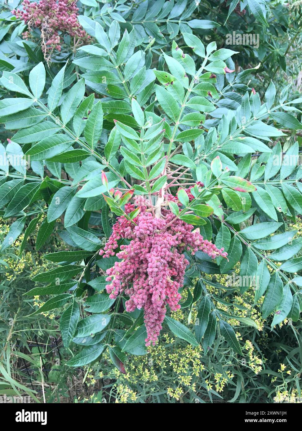 shining sumac (Rhus copallinum) Plantae Stock Photo - Alamy