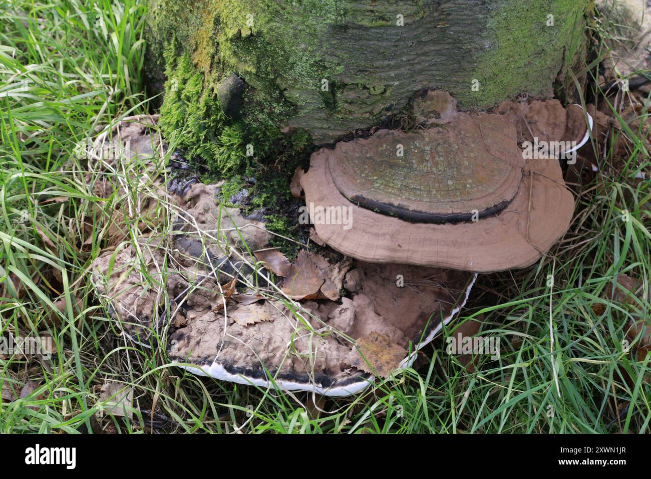 artist's bracket (Ganoderma applanatum) Fungi Stock Photo - Alamy