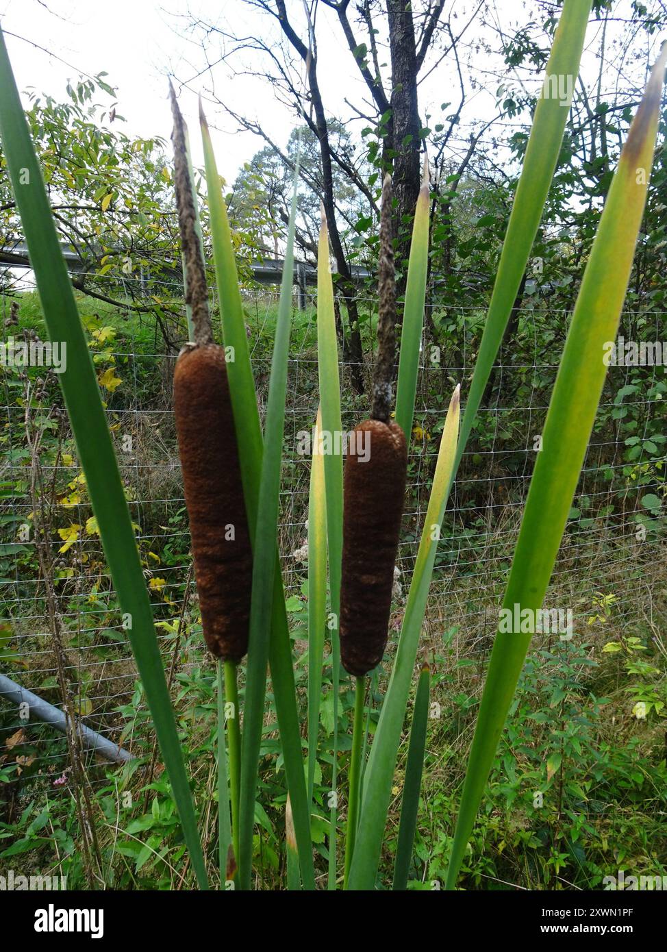 broadleaf cattail (Typha latifolia) Plantae Stock Photo - Alamy