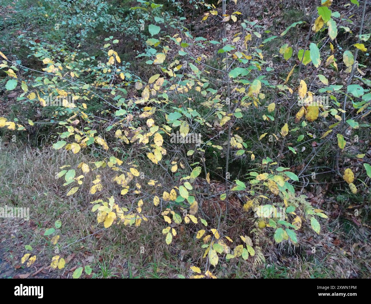 alder buckthorn (Frangula alnus) Plantae Stock Photo - Alamy