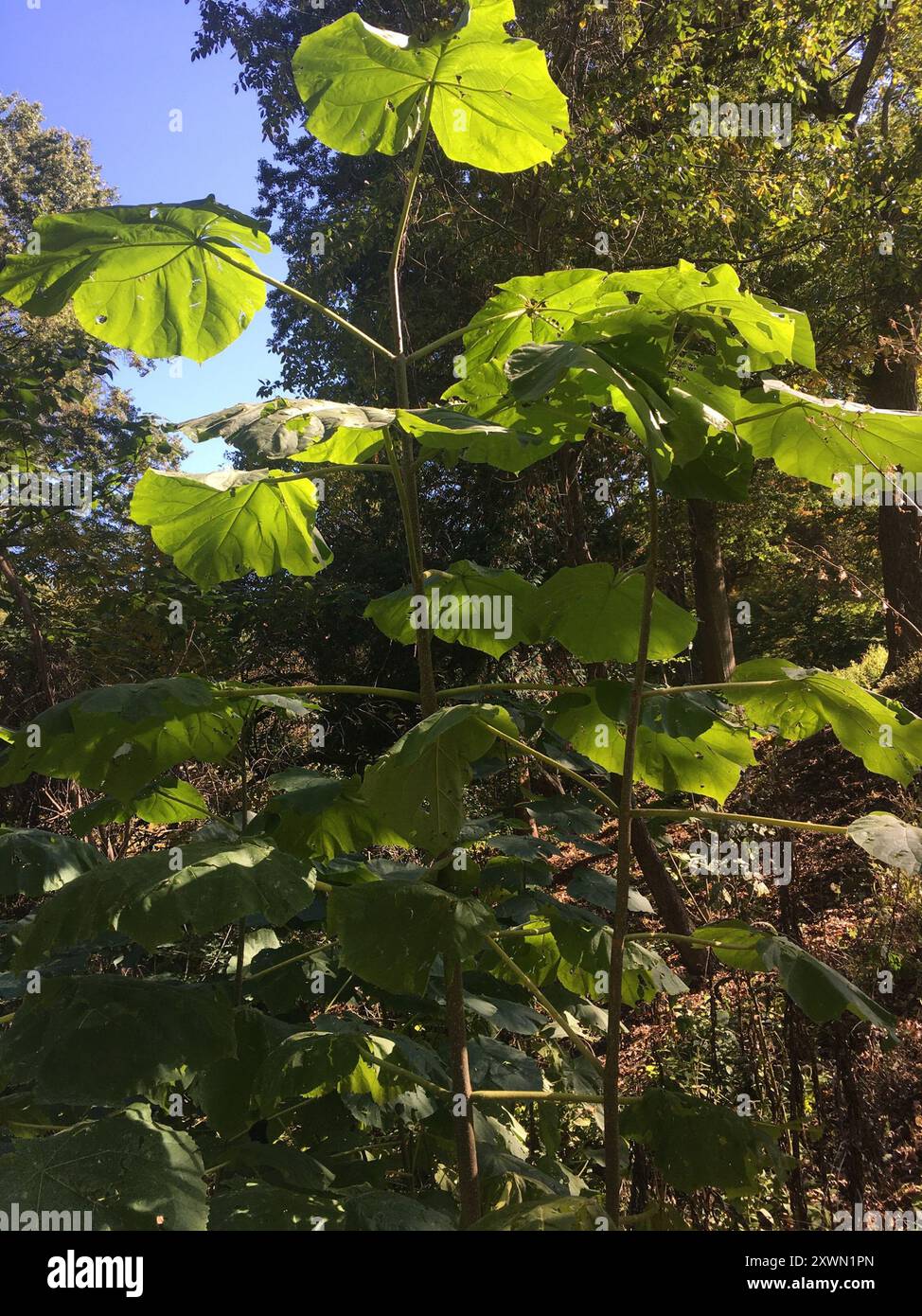 princess tree (Paulownia tomentosa) Plantae Stock Photo - Alamy