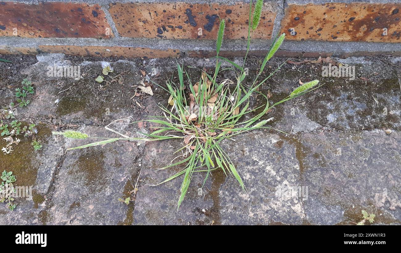 rabbitfoot grass (Polypogon monspeliensis) Plantae Stock Photo - Alamy