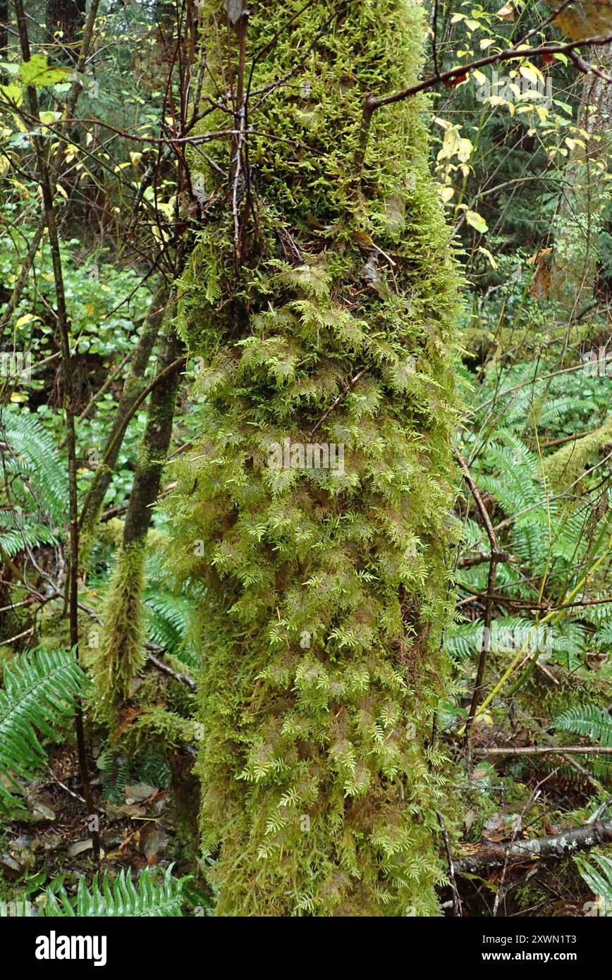 stairstep moss (Hylocomium splendens) Plantae Stock Photo - Alamy