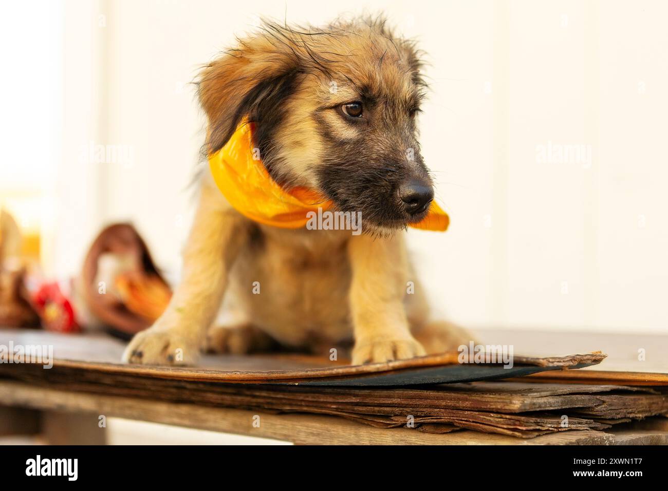 Fuzzy beige brown puppy hi-res stock photography and images - Alamy