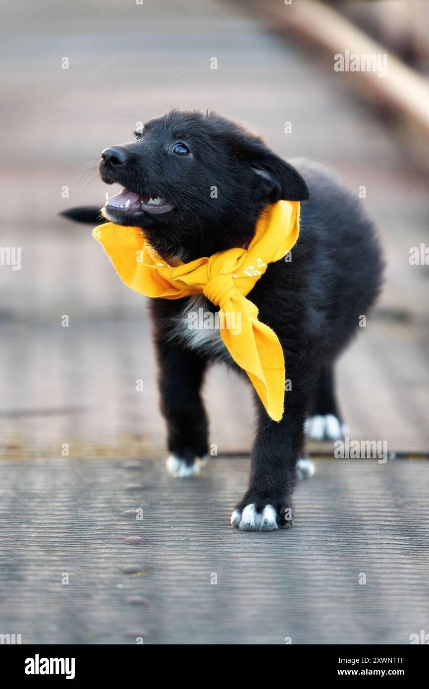 Black puppy mutt dog in yellow scarf walking outdoors Stock Photo - Alamy