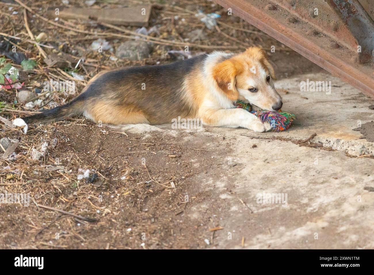 Sad stray mutt puppy lying down outdoor with the toy. Mix Breed street ...