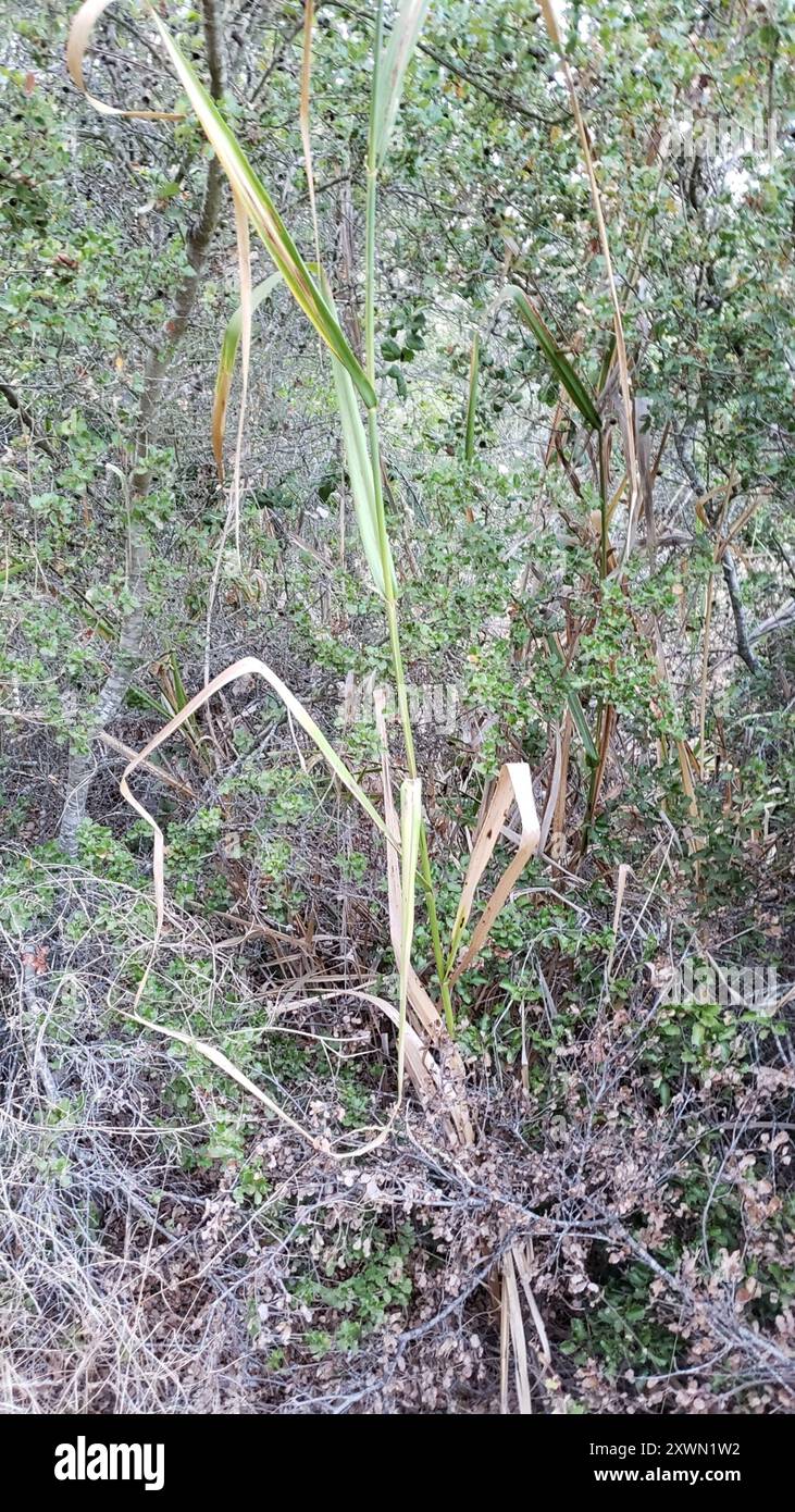 giant wild rye (Leymus condensatus) Plantae Stock Photo - Alamy