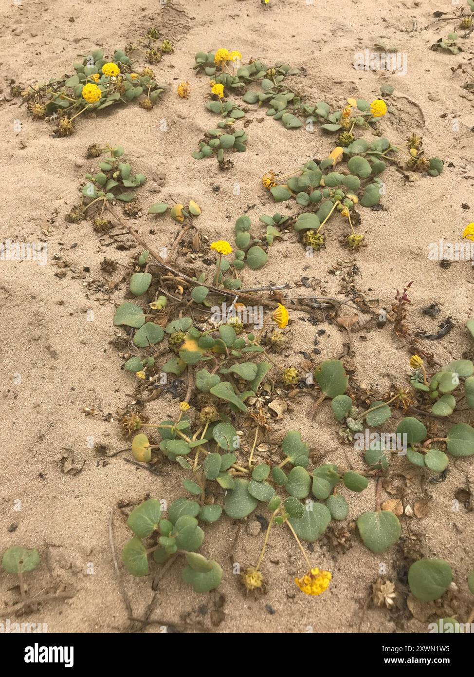 Yellow Sand Verbena (Abronia latifolia) Plantae Stock Photo - Alamy