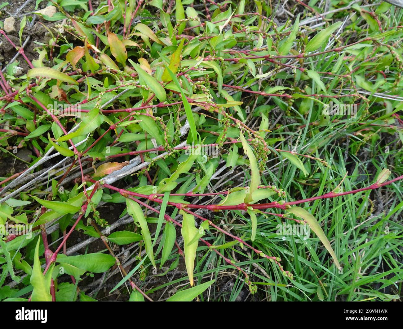 waterpepper (Persicaria hydropiper) Plantae Stock Photo - Alamy