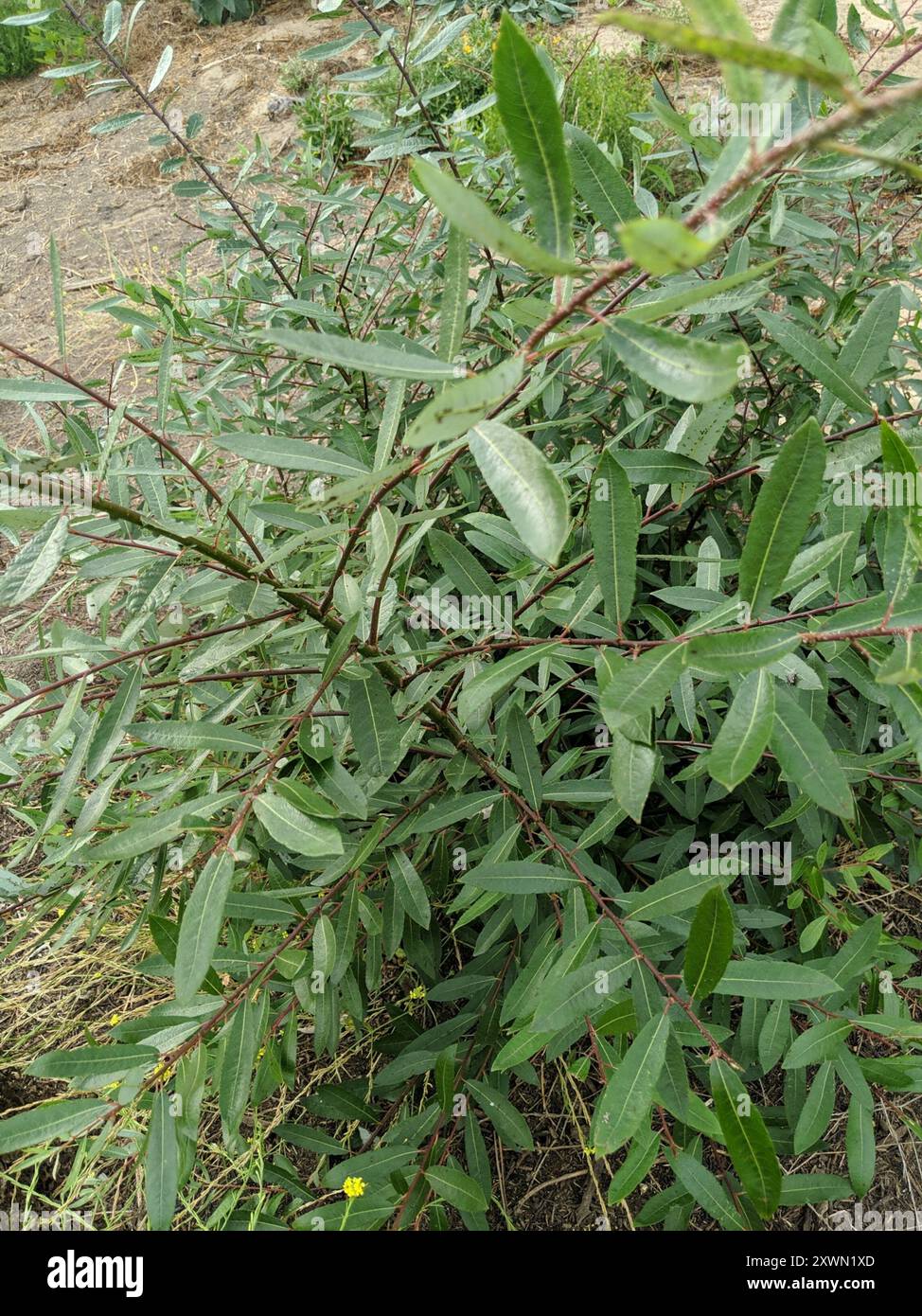 Salix laevigata hi-res stock photography and images - Alamy