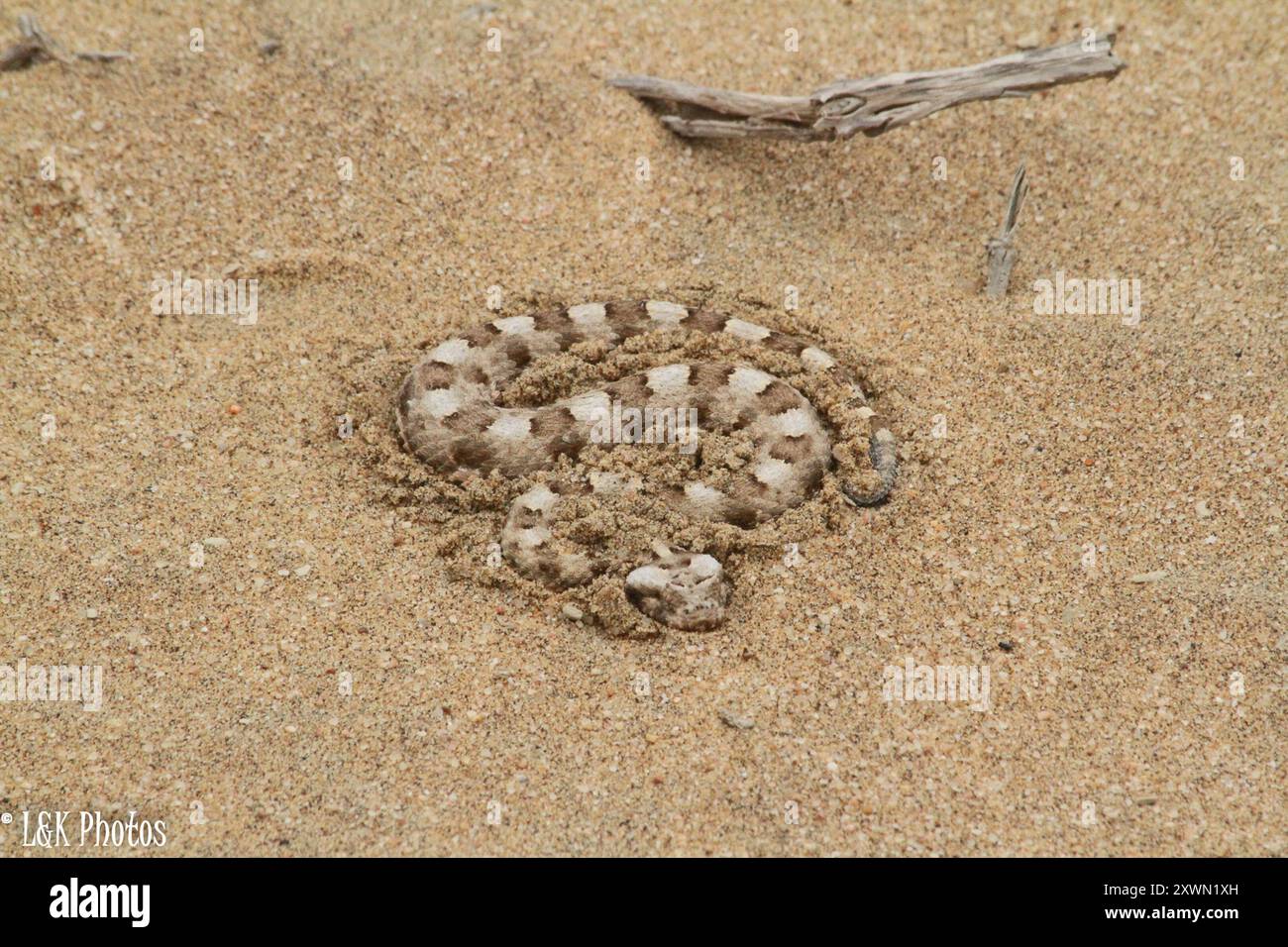 Horned adder bitis caudalis hi-res stock photography and images - Alamy
