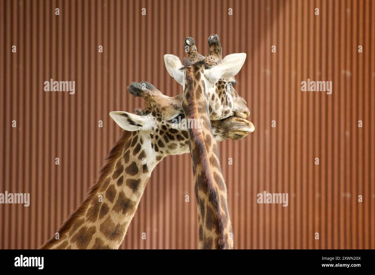 Two giraffes having an intimate moment nuzzling each other Stock Photo ...