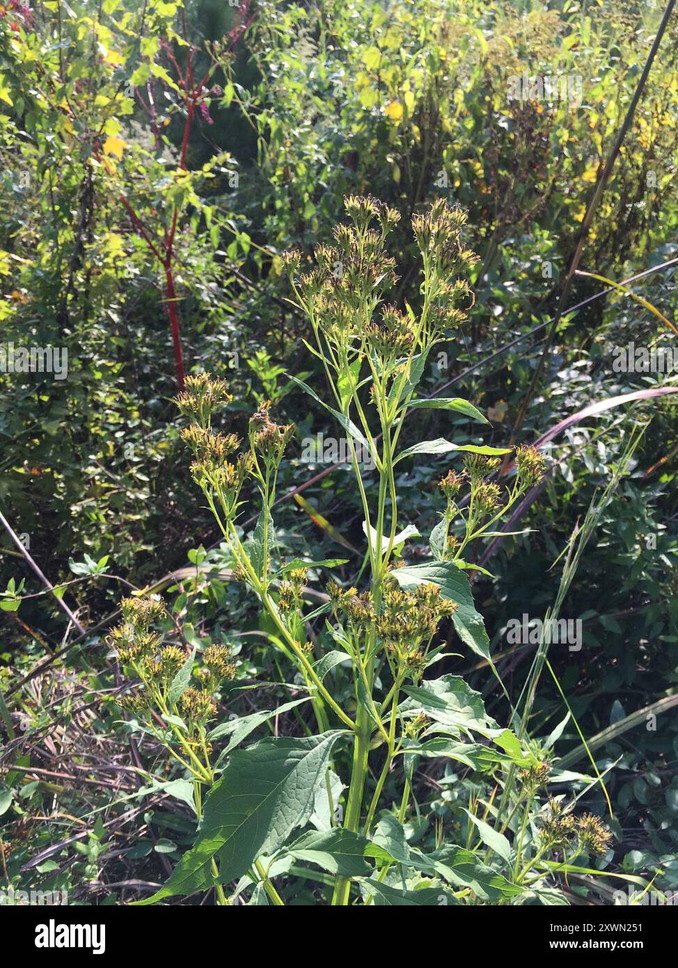 Yellow Crownbeard (Verbesina occidentalis) Plantae Stock Photo - Alamy
