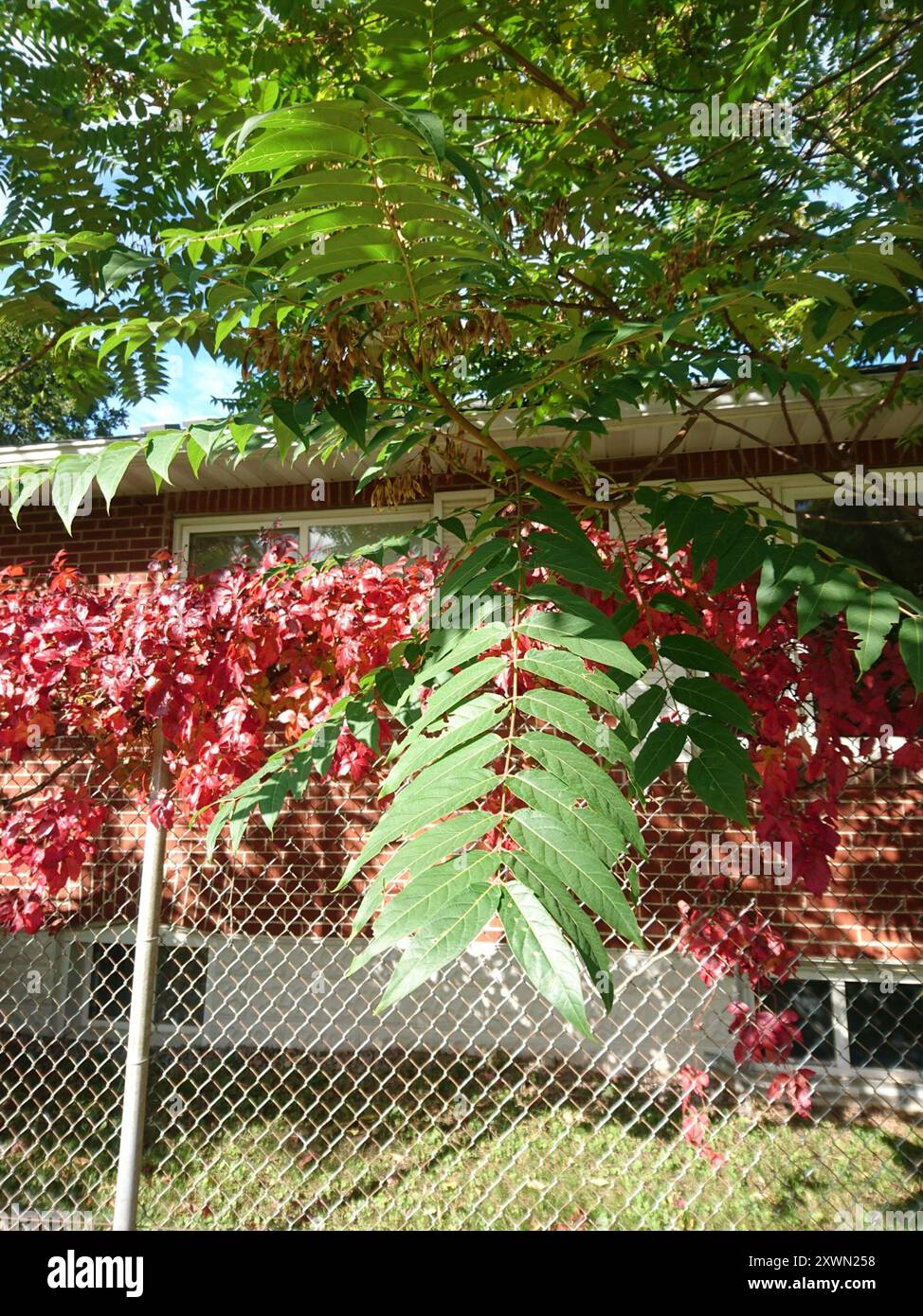 tree-of-heaven (Ailanthus altissima) Plantae Stock Photo - Alamy