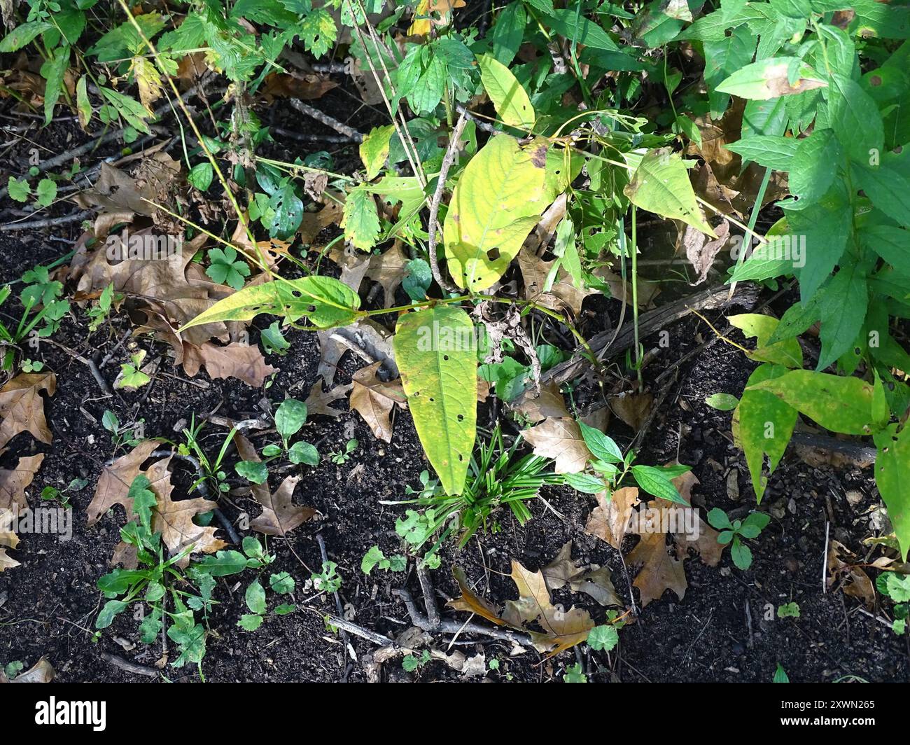 American jumpseed (Persicaria virginiana) Plantae Stock Photo - Alamy
