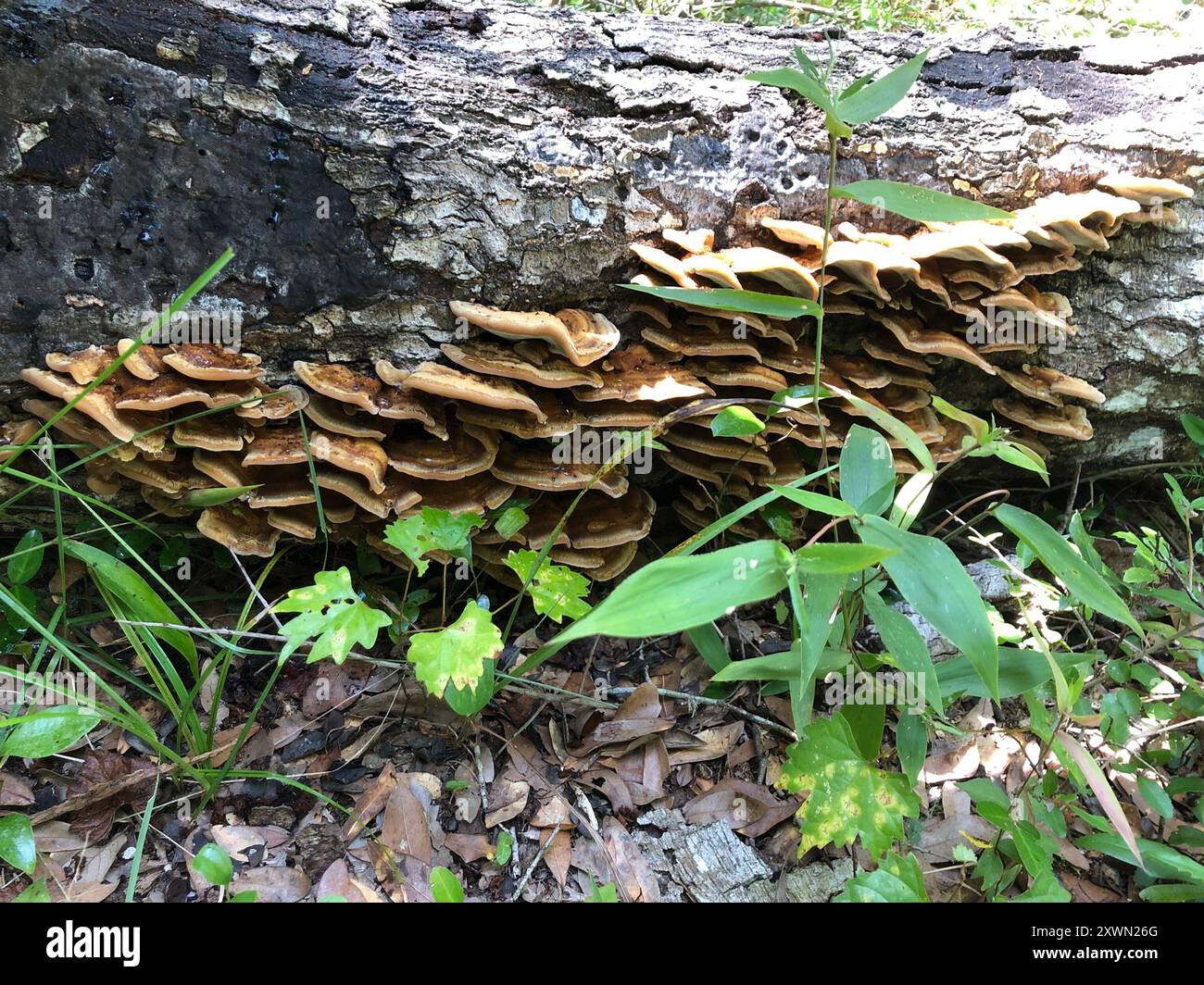 shelf fungi (Polyporales) Fungi Stock Photo - Alamy