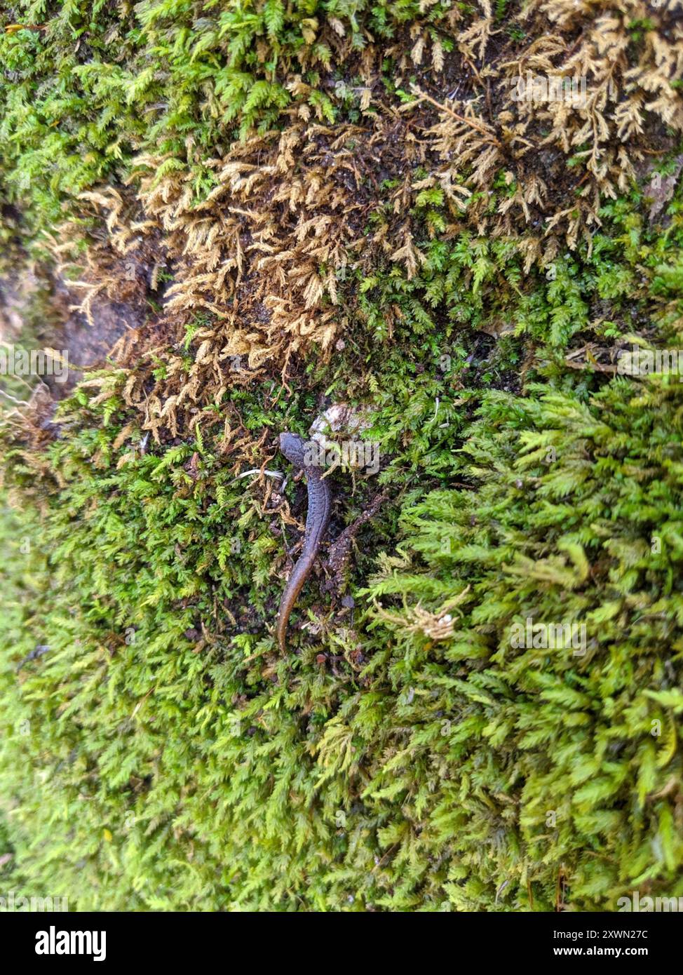 Four-toed Salamander (Hemidactylium scutatum) Amphibia Stock Photo - Alamy