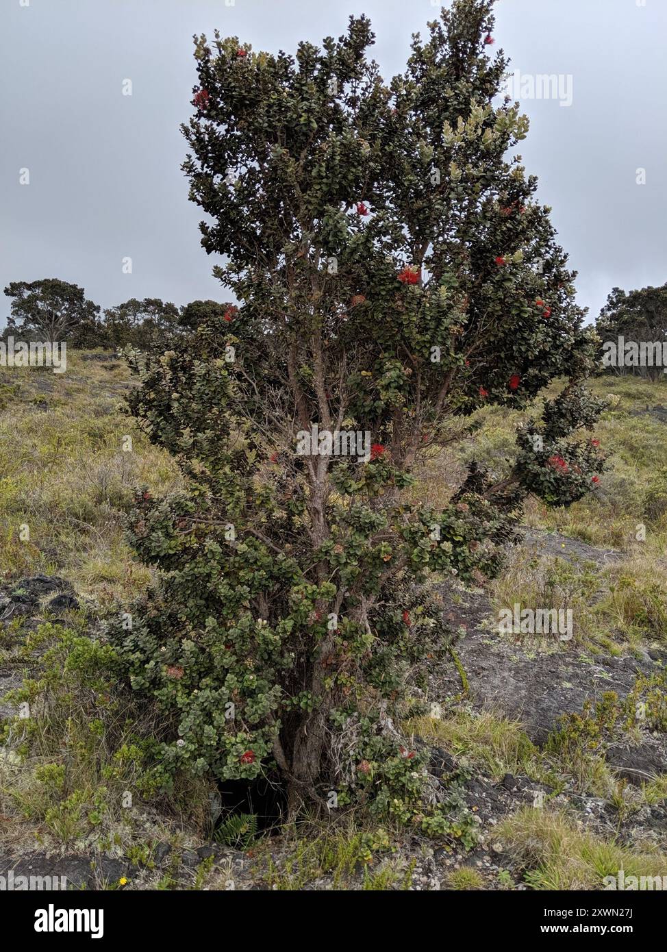 ʻŌhiʻa Lehua (Metrosideros polymorpha) Plantae Stock Photo - Alamy