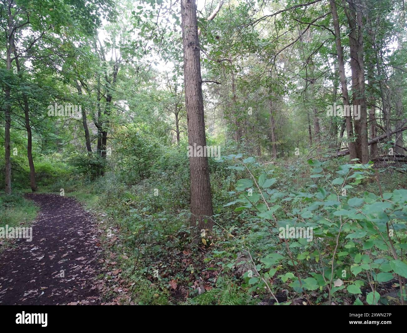 swamp white oak (Quercus bicolor) Plantae Stock Photo - Alamy