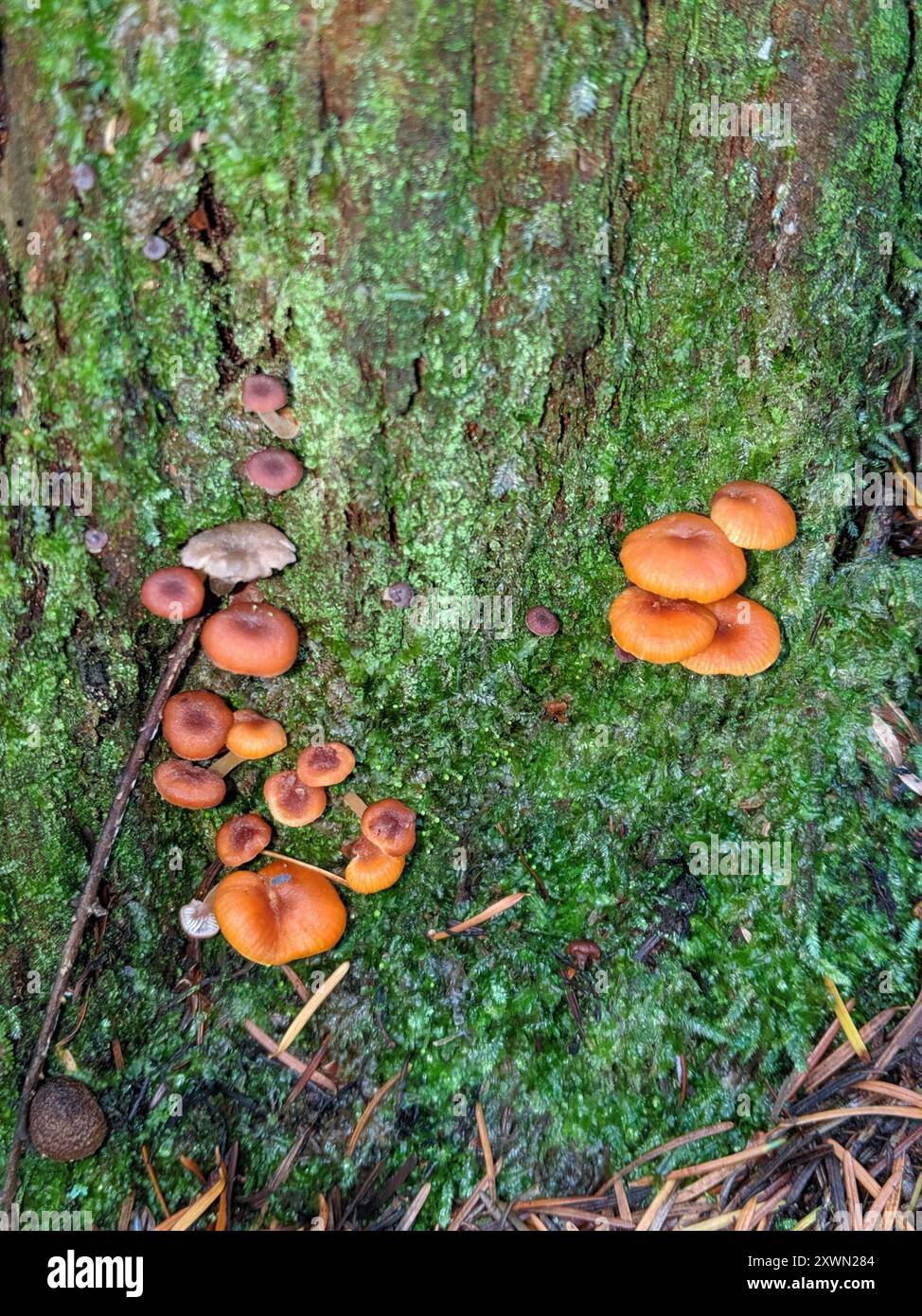 Pinewood Gingertail (Xeromphalina campanella) Fungi Stock Photo - Alamy