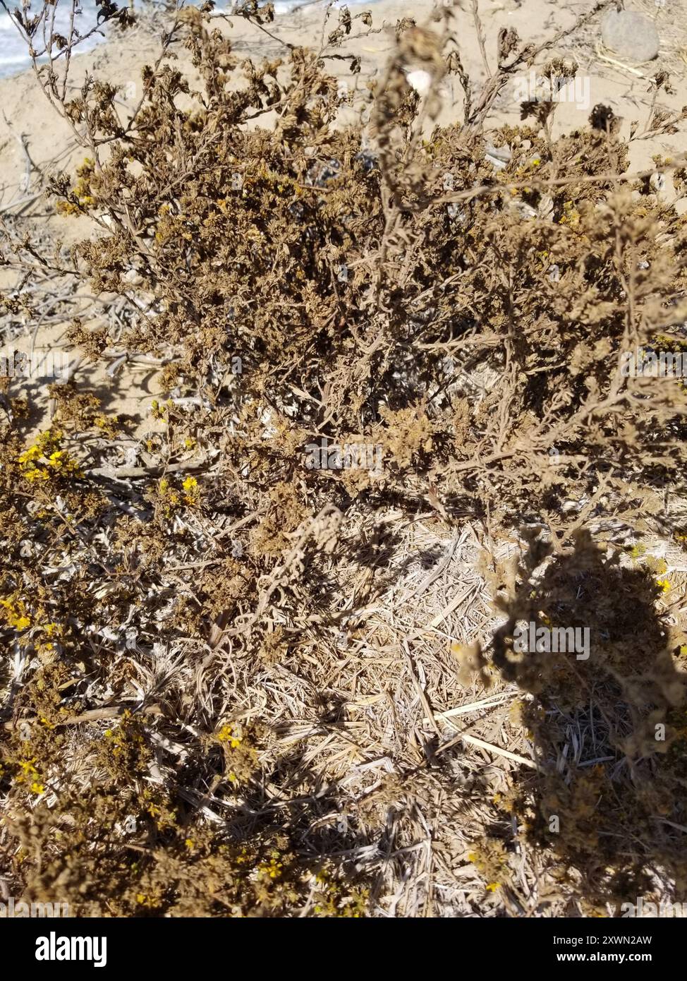 Clustered Tarweed (Deinandra fasciculata) Plantae Stock Photo - Alamy