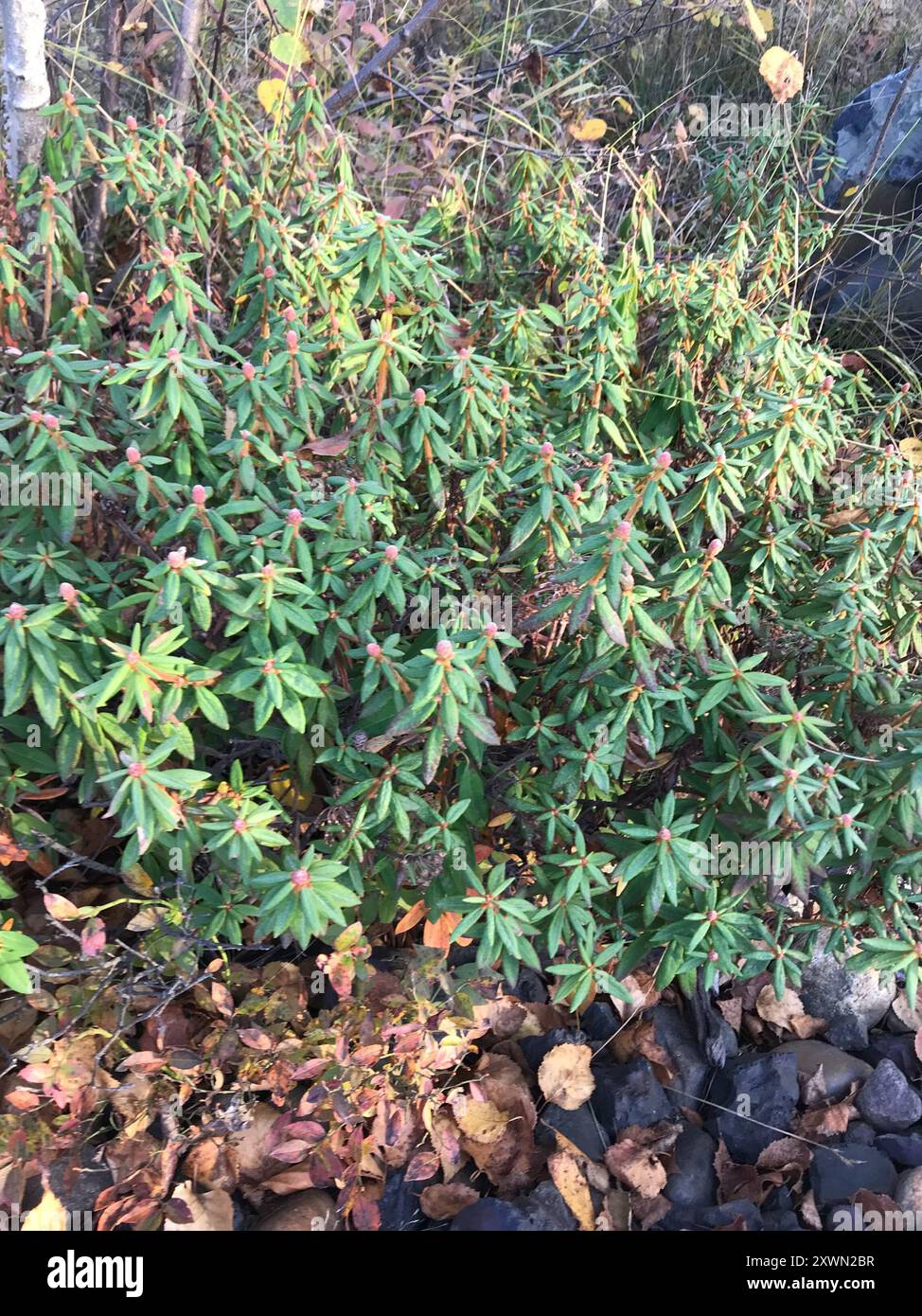 Bog Labrador Tea (Rhododendron groenlandicum) Plantae Stock Photo - Alamy