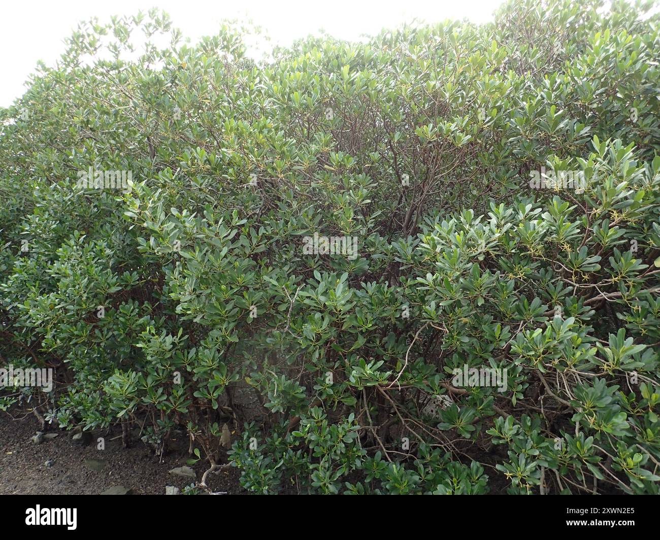 (Kandelia obovata) Plantae Stock Photo - Alamy