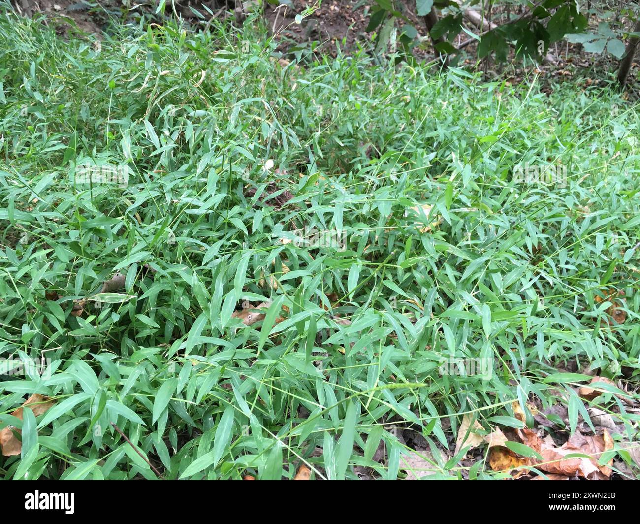 Japanese stiltgrass (Microstegium vimineum) Plantae Stock Photo - Alamy