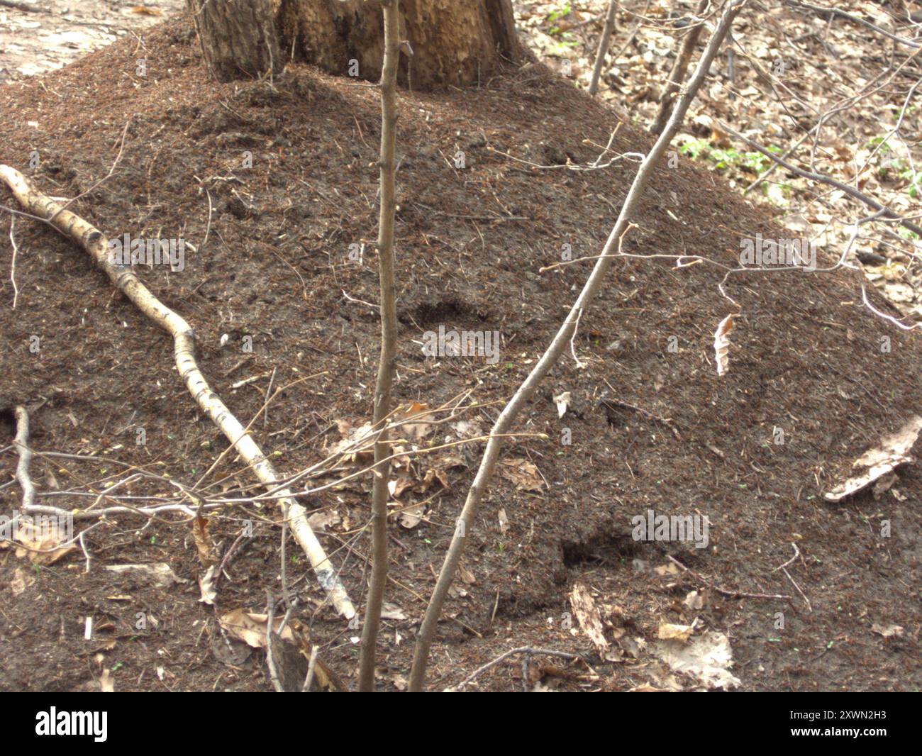 Wood, Mound, and Field Ants (Formica) Insecta Stock Photo - Alamy