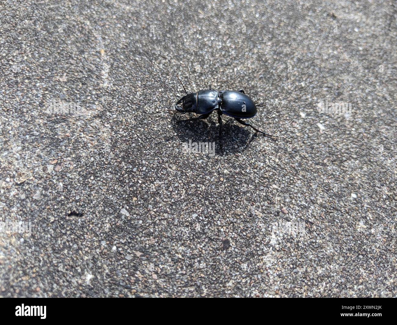 Warrior Beetles (Pasimachus) Insecta Stock Photo - Alamy