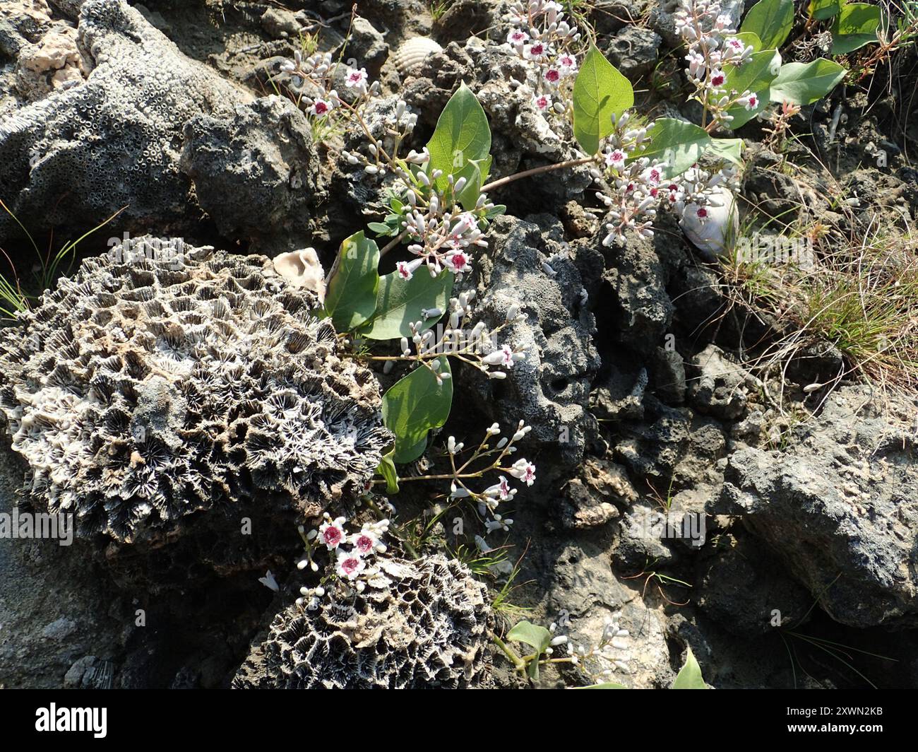 skunk vine (Paederia foetida) Plantae Stock Photo - Alamy