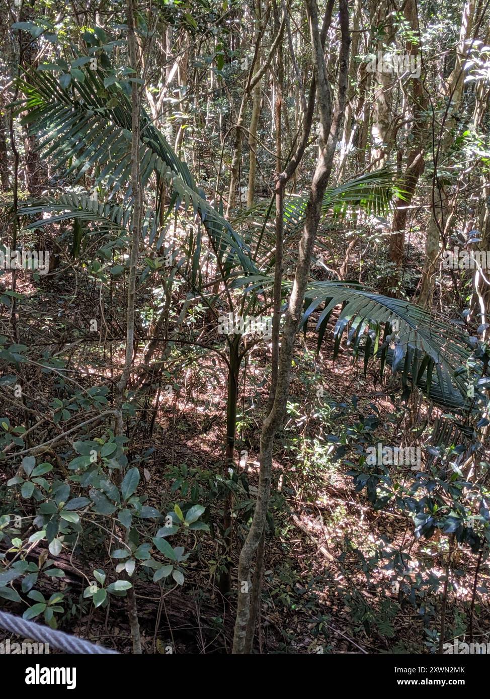 Tree Ferns and Allies (Cyatheales) Plantae Stock Photo - Alamy