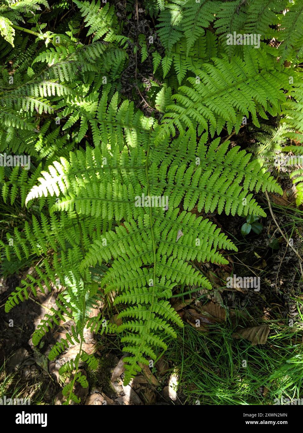 rigid lace fern (Microlepia setosa) Plantae Stock Photo - Alamy