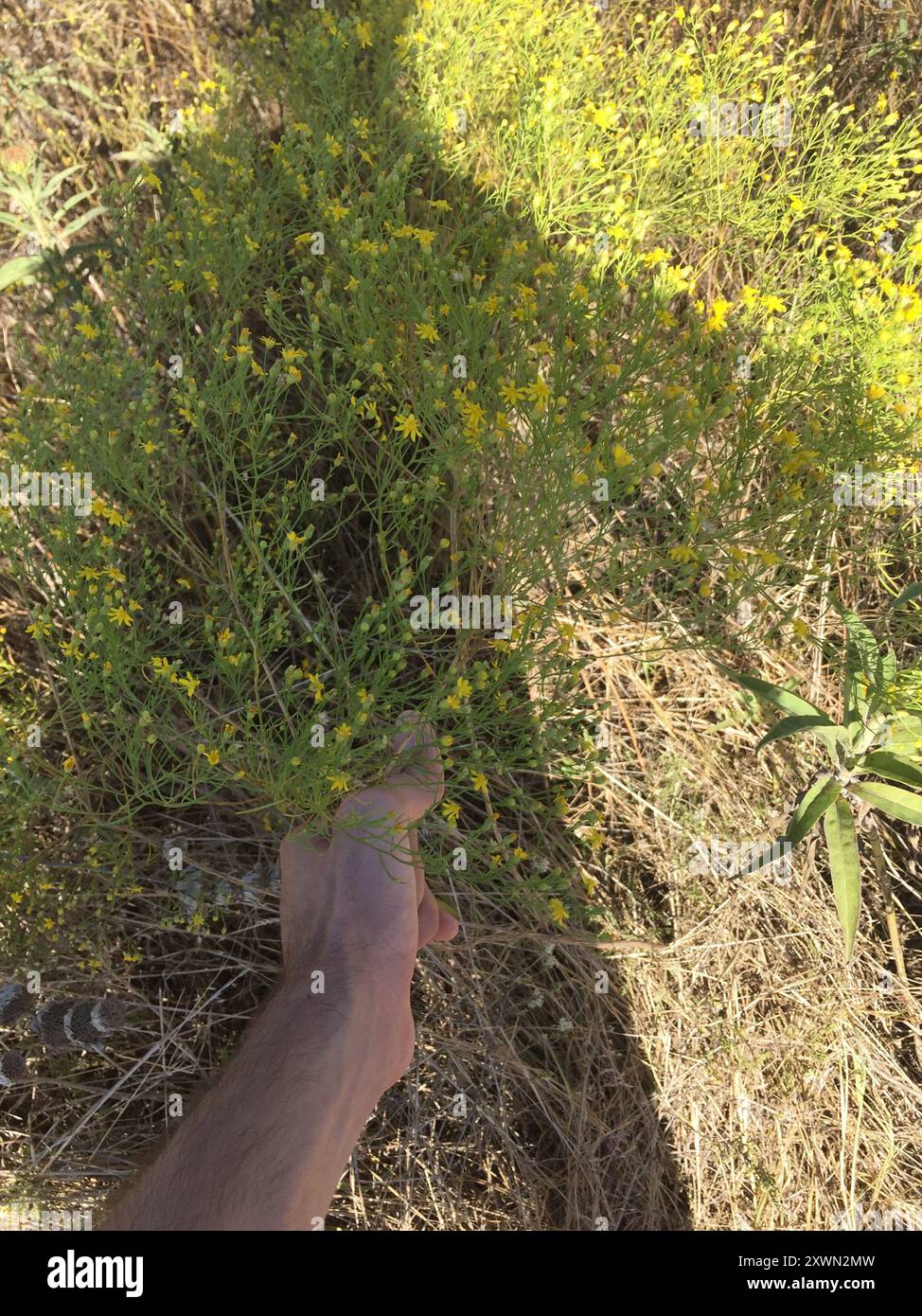 prairie broomweed (Amphiachyris dracunculoides) Plantae Stock Photo - Alamy