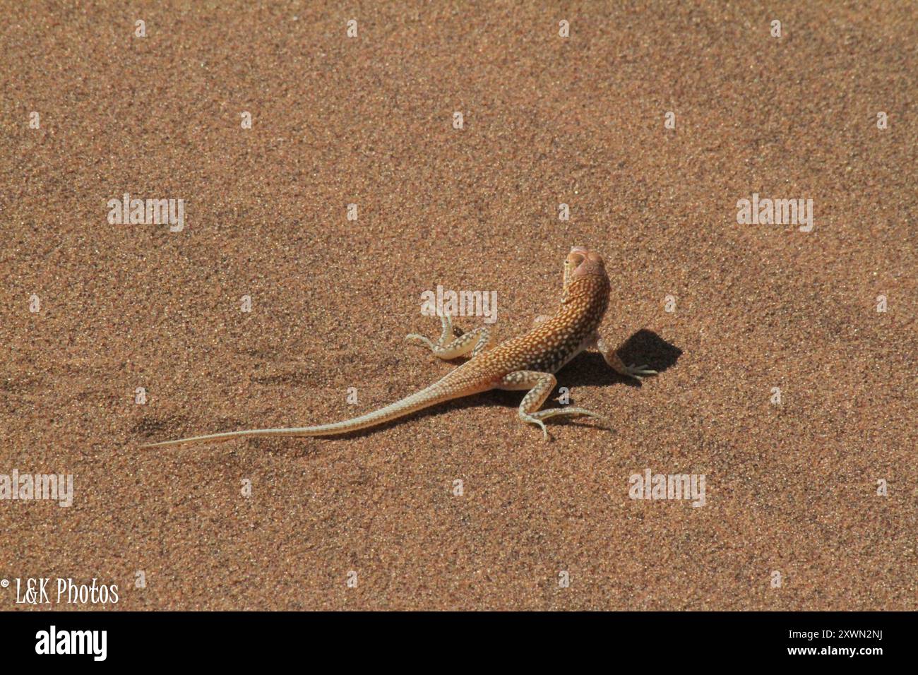 Meroles cuneirostris hi-res stock photography and images - Alamy