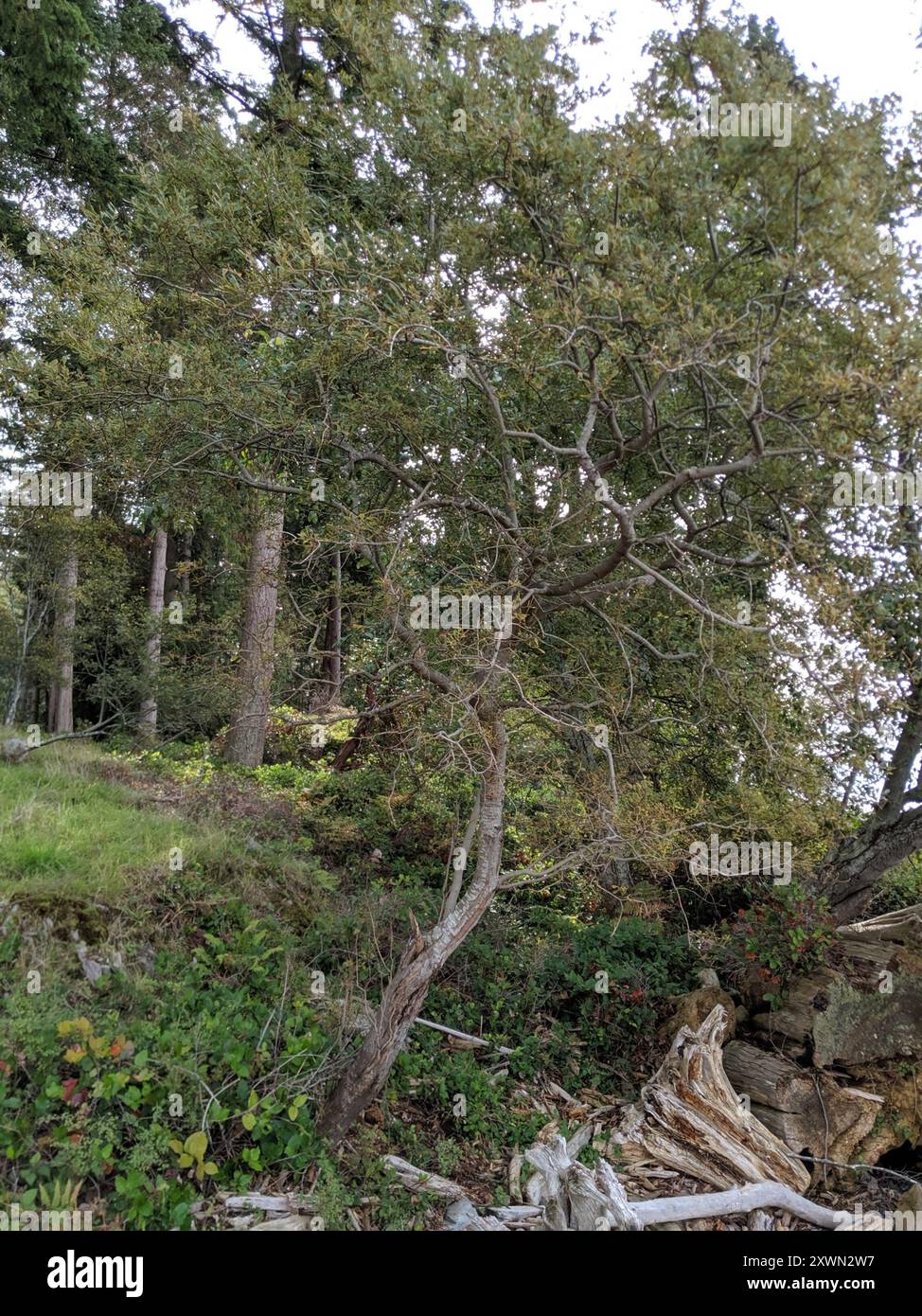 vascular plants (Tracheophyta) Plantae Stock Photo - Alamy