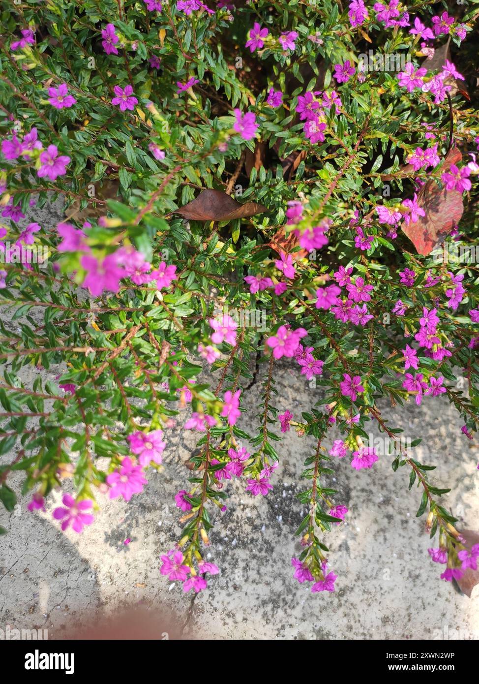 Cigar Plants and Allies (Cuphea) Plantae Stock Photo - Alamy