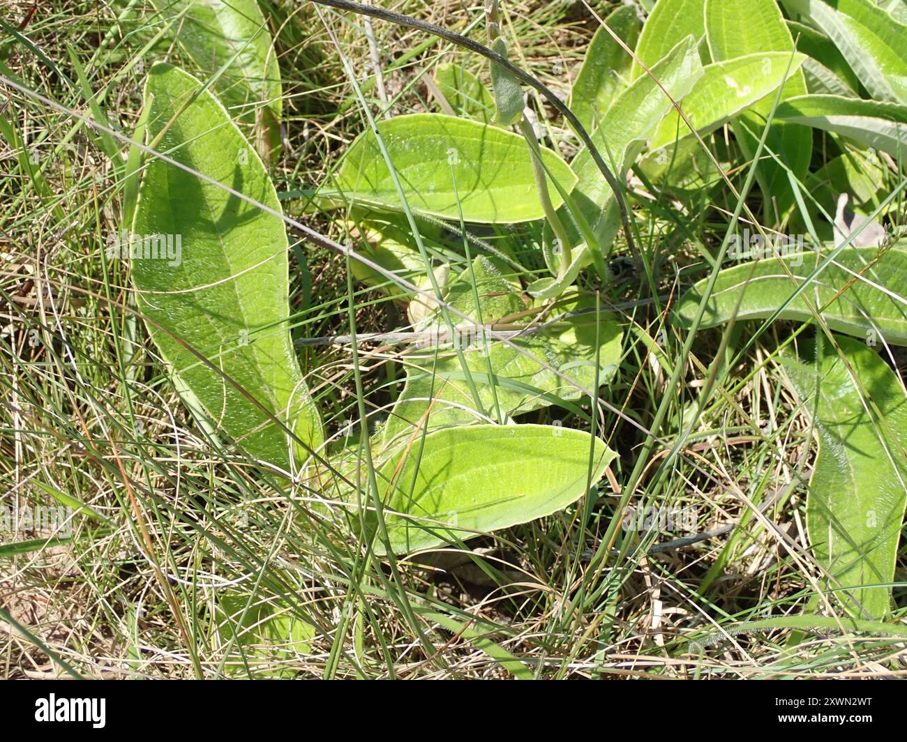 Pale Everlasting (Helichrysum pallidum) Plantae Stock Photo - Alamy