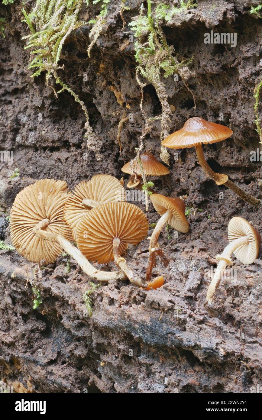 Common Conecap (Pholiotina rugosa) Fungi Stock Photo - Alamy
