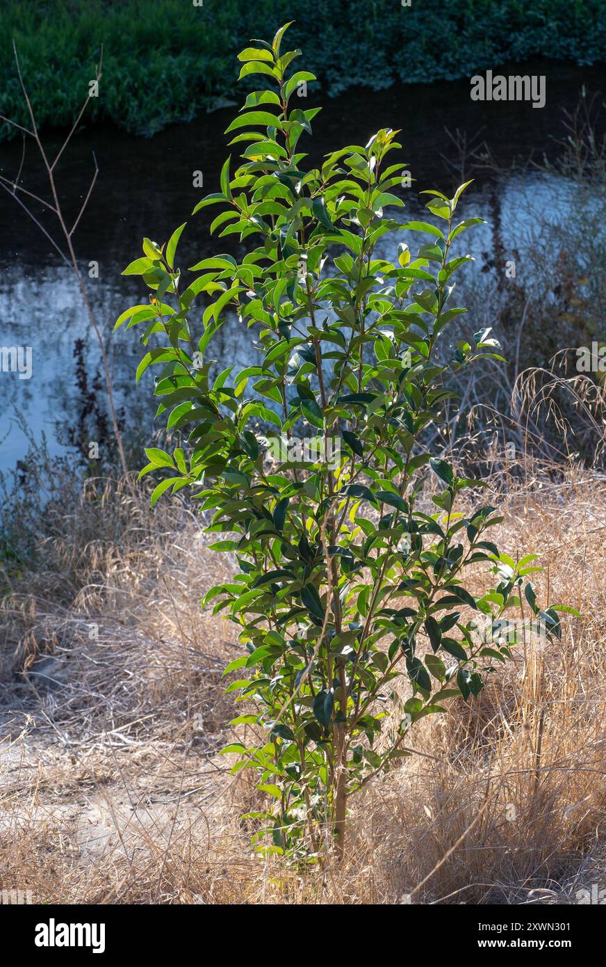 dicots (Magnoliopsida) Plantae Stock Photo - Alamy