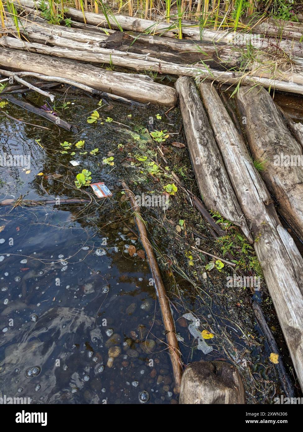 water lettuce (Pistia stratiotes) Plantae Stock Photo - Alamy