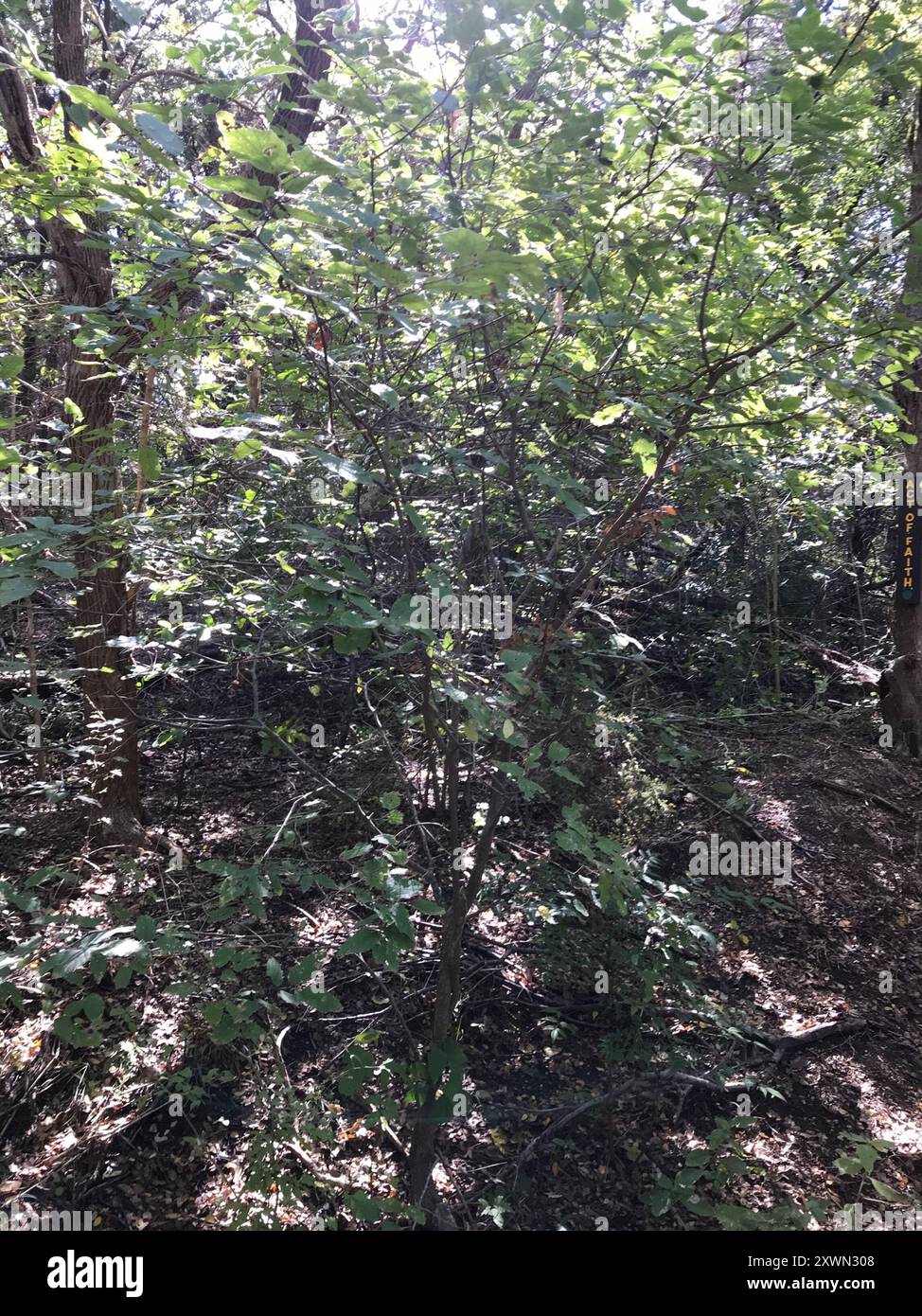 netleaf hackberry (Celtis reticulata) Plantae Stock Photo - Alamy