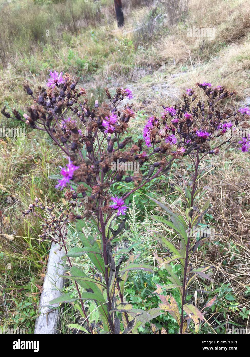 Tall Ironweed (Vernonia gigantea) Plantae Stock Photo - Alamy