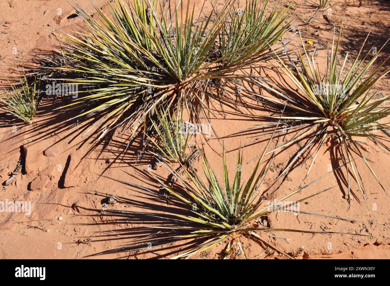 Narrowleaf Yucca (Yucca angustissima) Plantae Stock Photo - Alamy