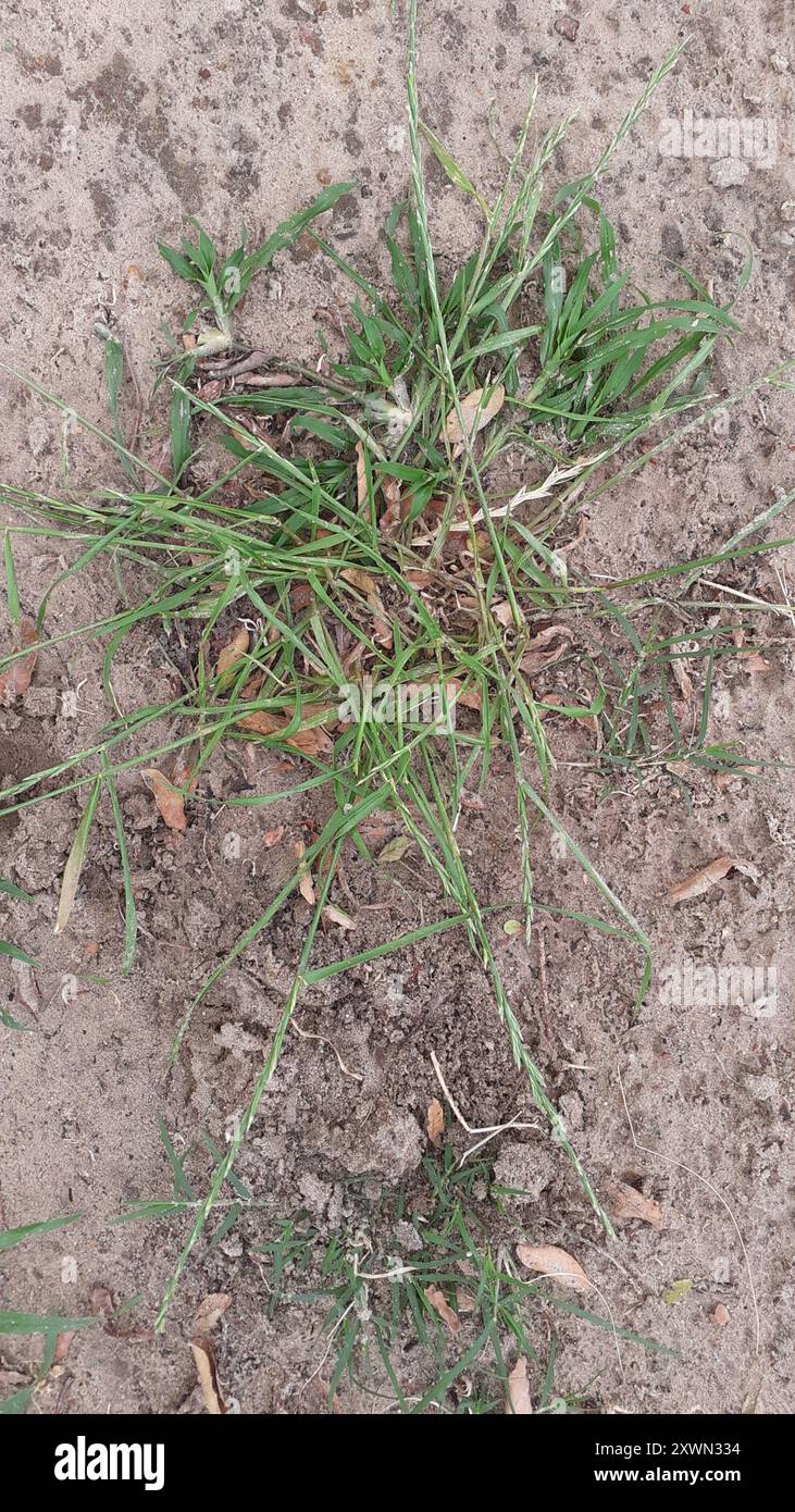 Mediterraean Rye-grass (Lolium rigidum) Plantae Stock Photo - Alamy