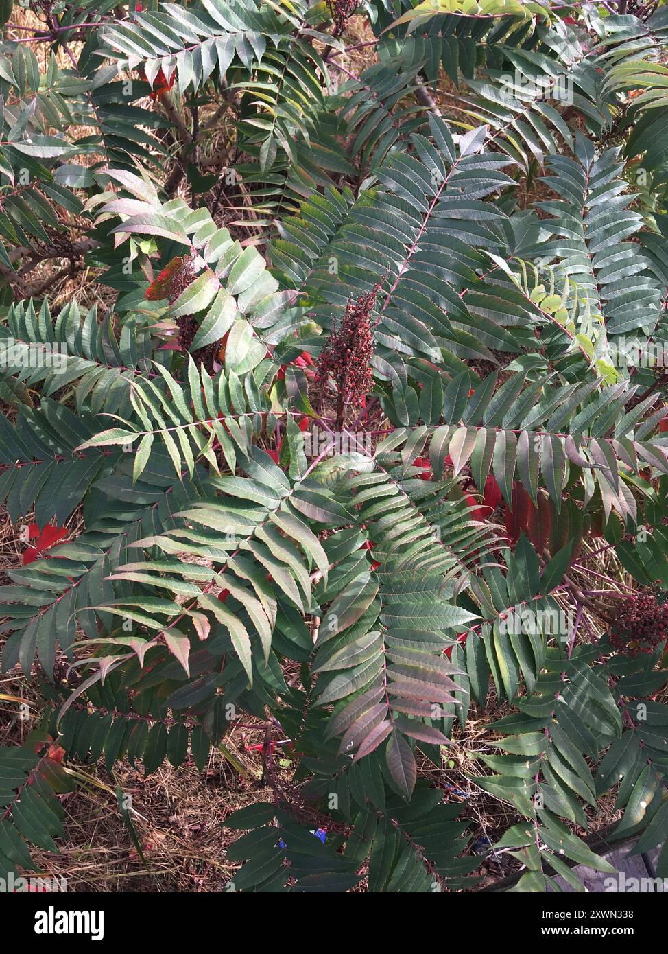 smooth sumac (Rhus glabra) Plantae Stock Photo - Alamy