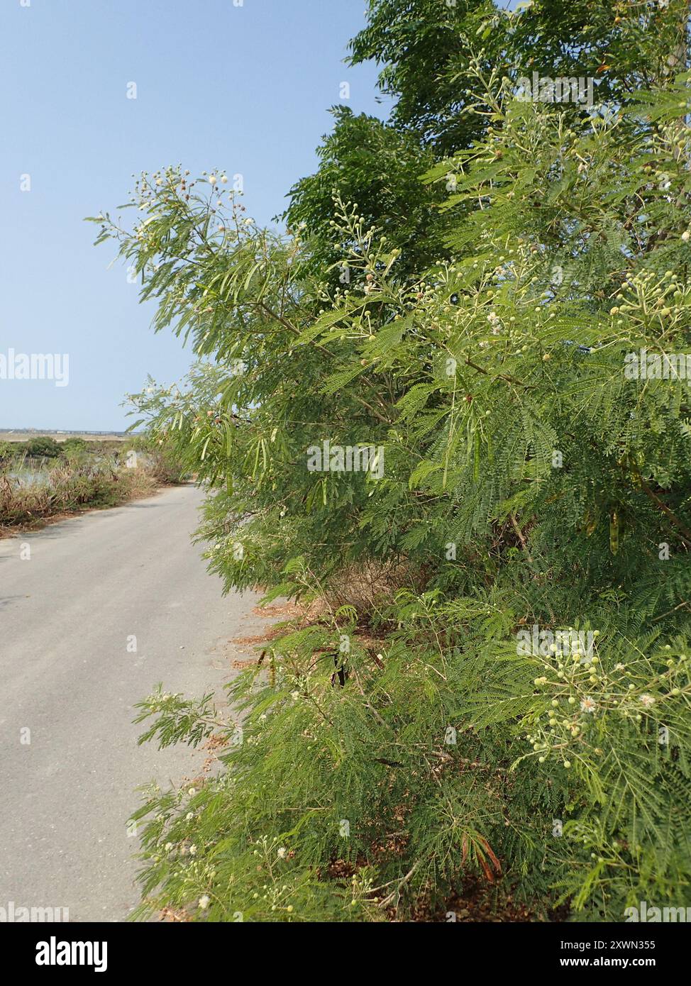 White leadtree (Leucaena leucocephala) Plantae Stock Photo - Alamy