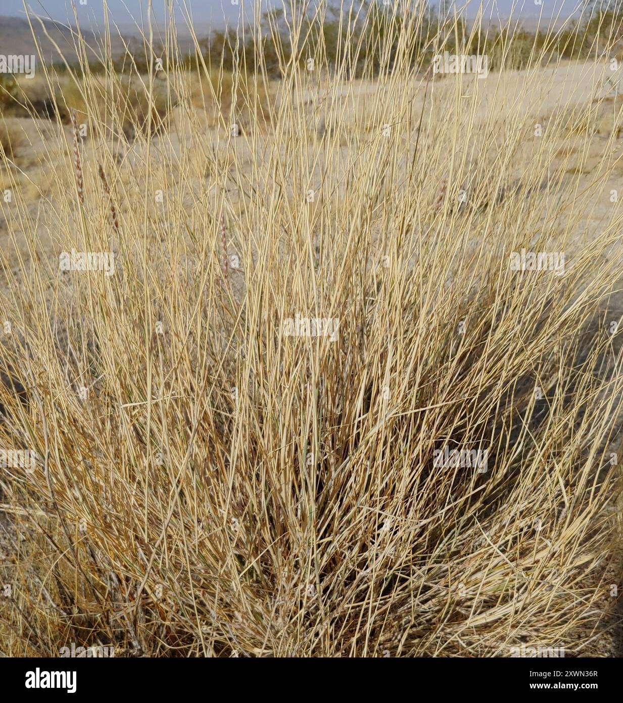 Hilaria rigida hi-res stock photography and images - Alamy