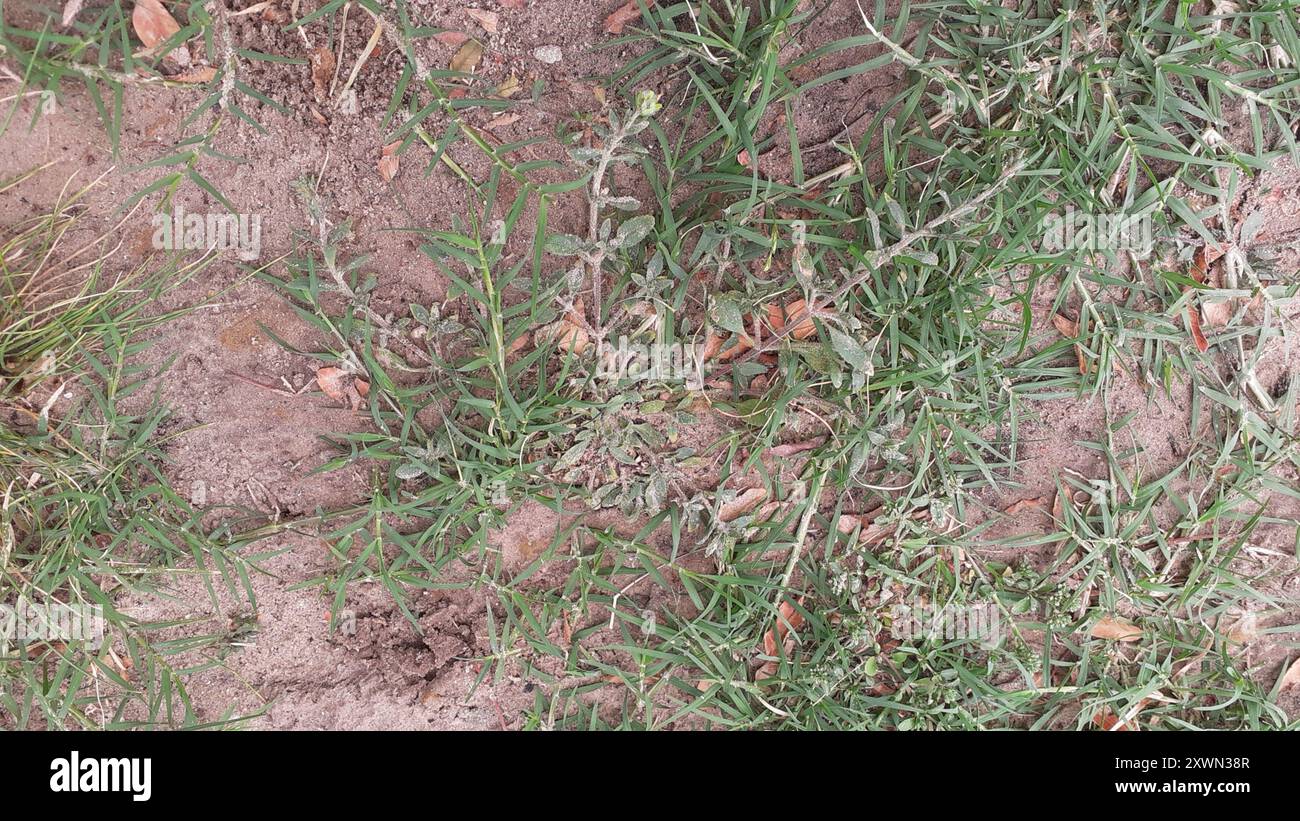 Phyllopodium hi-res stock photography and images - Alamy