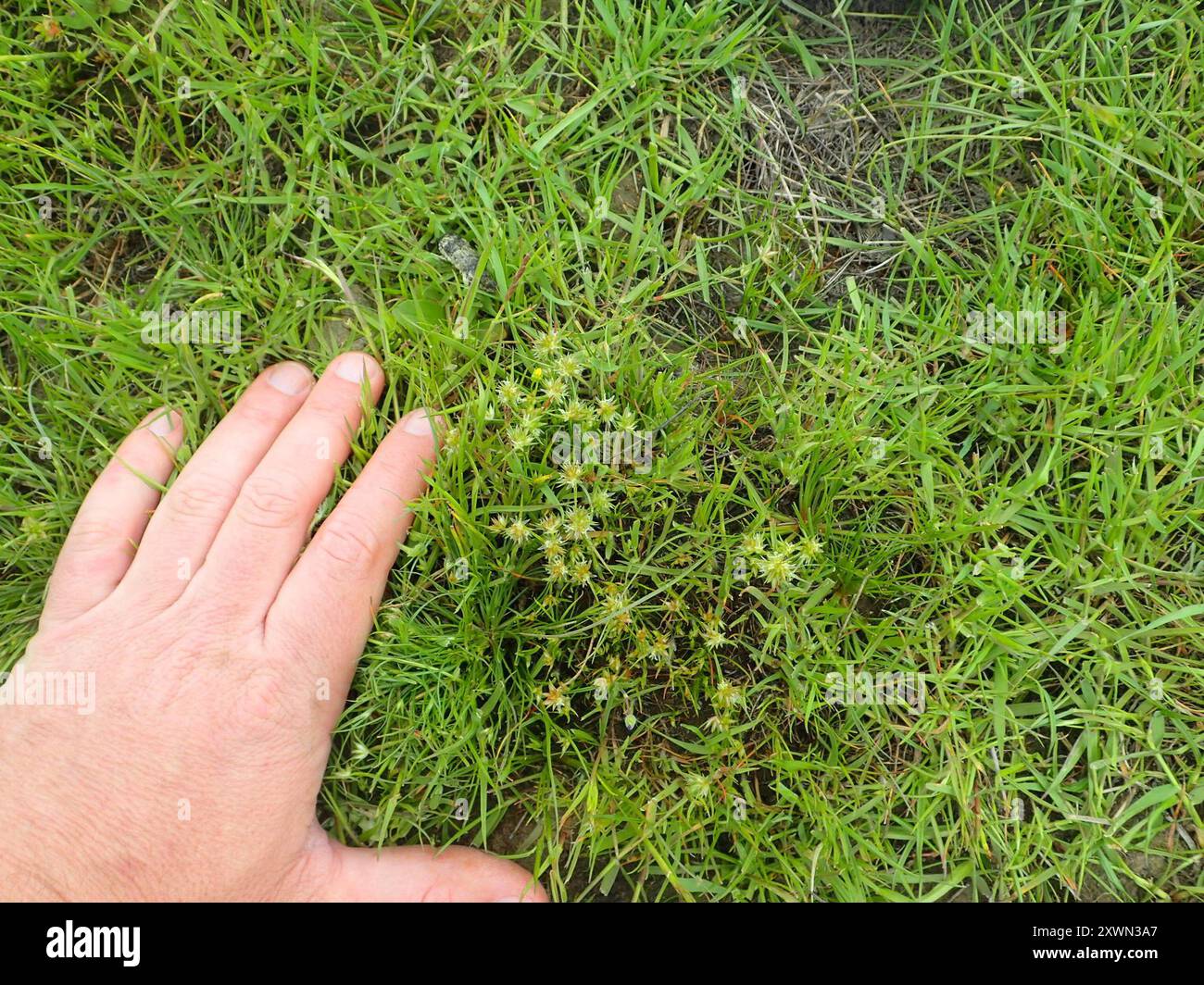 dwarf rush (Juncus capitatus) Plantae Stock Photo - Alamy